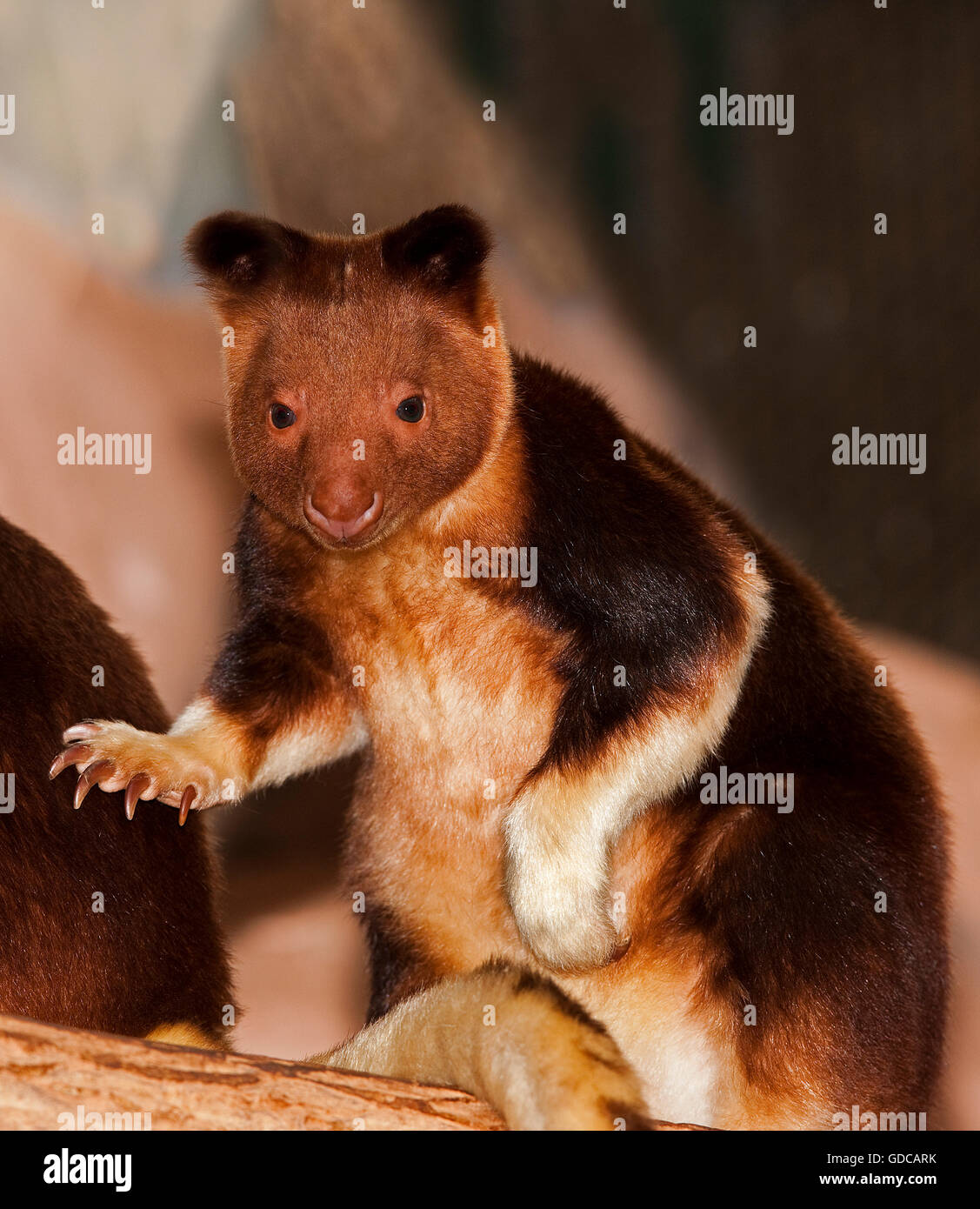 Goodfellow's Tree Kangaroo, dendrolagus goodfellowi buergersi, Adult ...