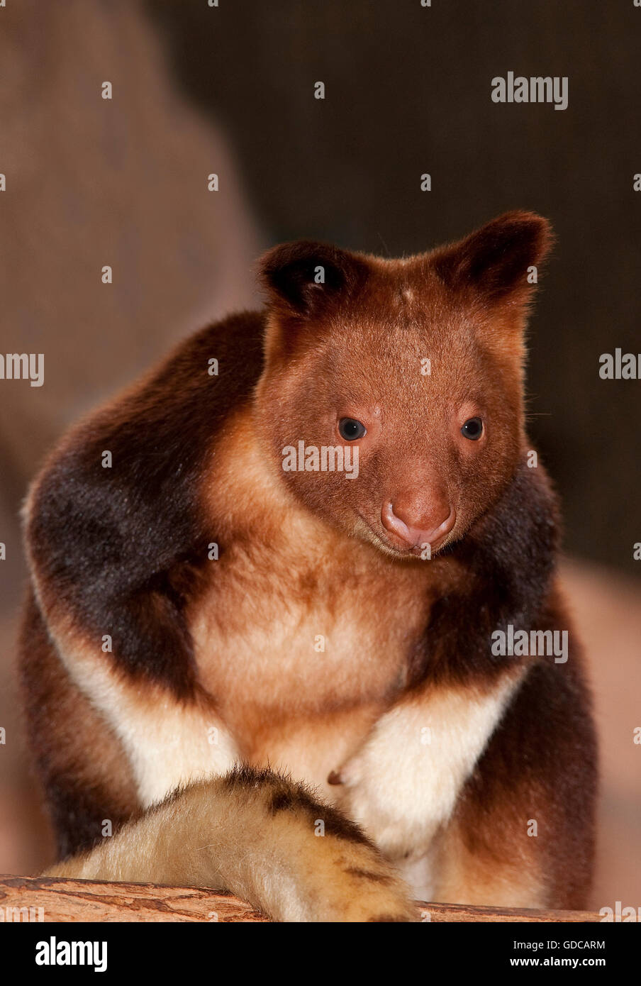 Goodfellow's Tree Kangaroo, dendrolagus goodfellowi buergersi, Adult ...