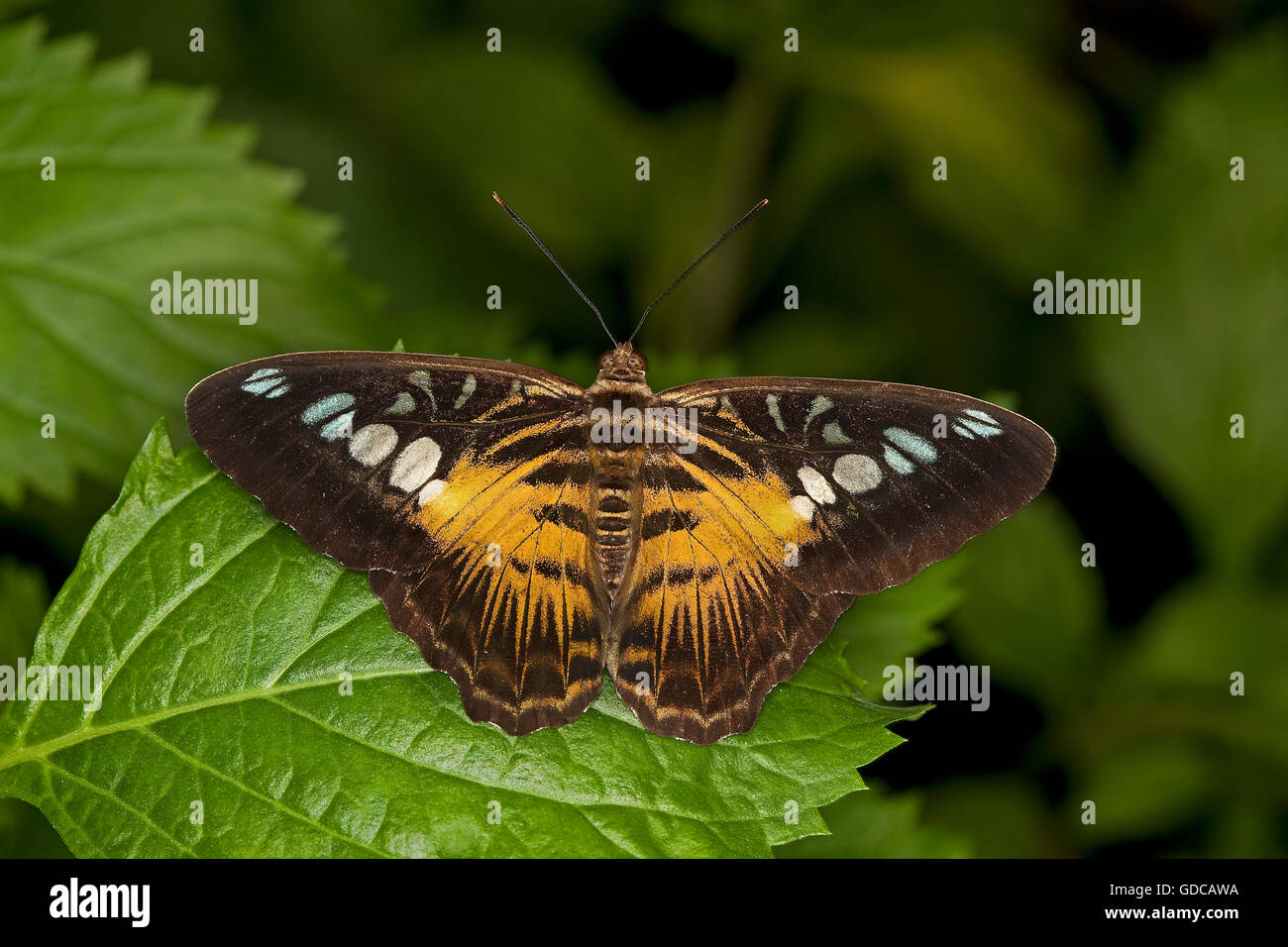Clipper Butterfly, parthenos sylvia Stock Photo - Alamy