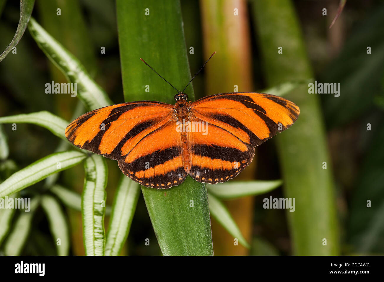 Eueides butterfly, eueides isabella Stock Photo - Alamy