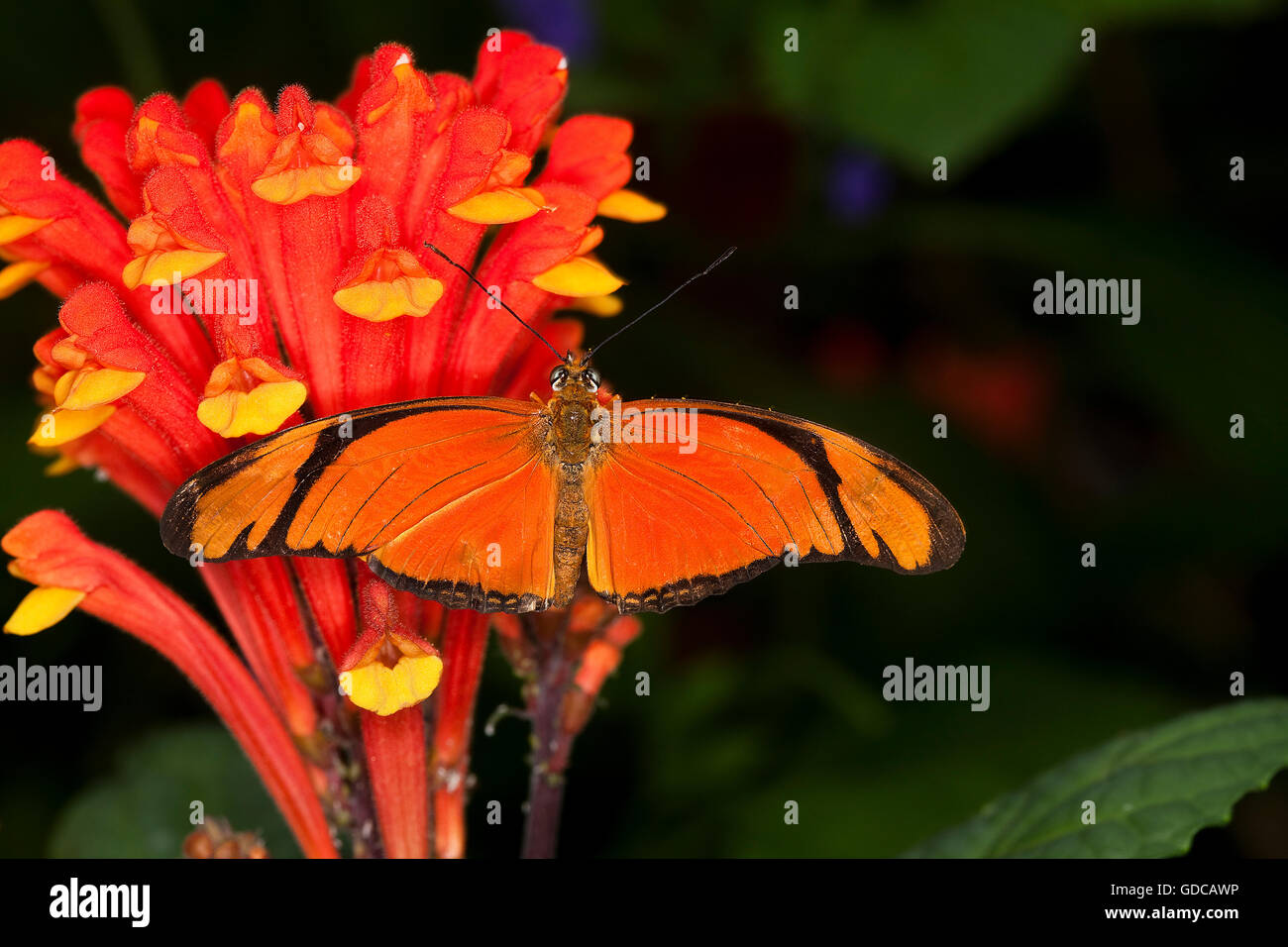 Julia butterfly hi-res stock photography and images - Alamy