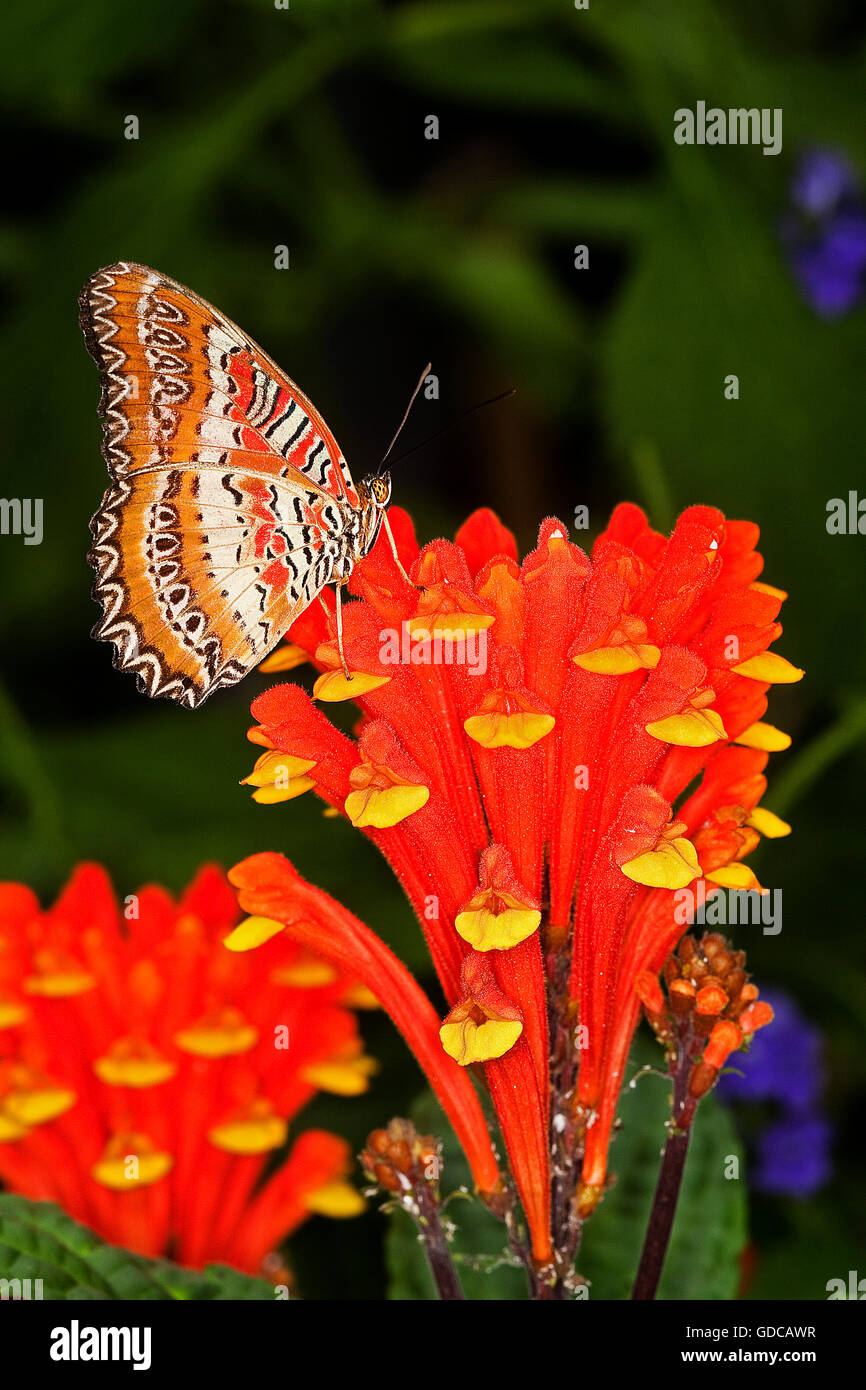 Lacewing Butterfly, cethosia biblis, Adult on Flower Stock Photo - Alamy