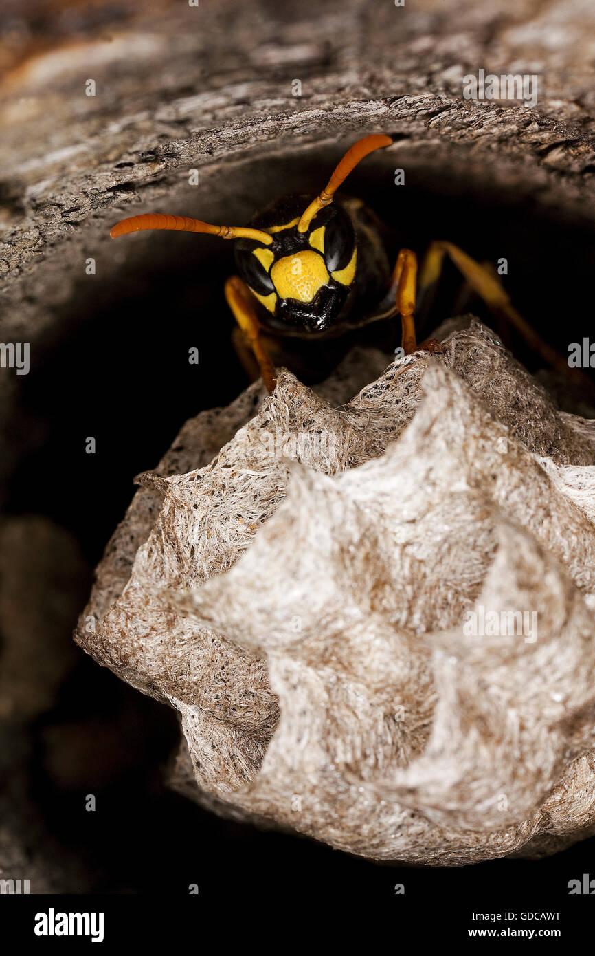 Common Wasp, vespula vulgaris, Adult on Nest, Normandy Stock Photo - Alamy