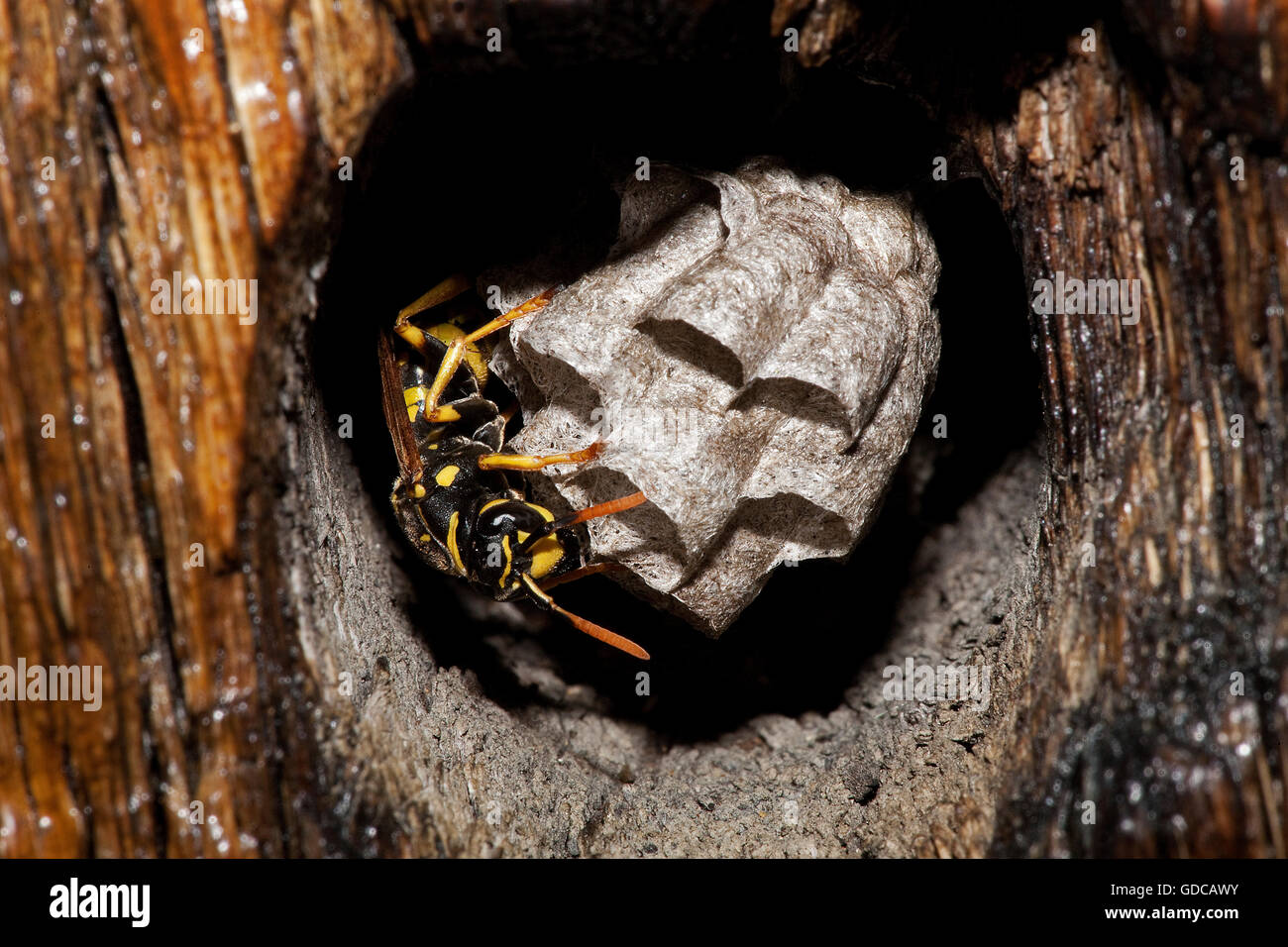 Common Wasp, vespula vulgaris, Adult on Nest, Normandy Stock Photo - Alamy