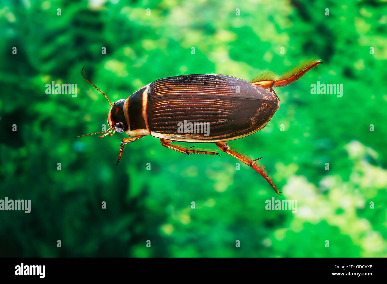 Great Diving Beetle, dytiscus marginalis, Adult in Water, Normandy ...