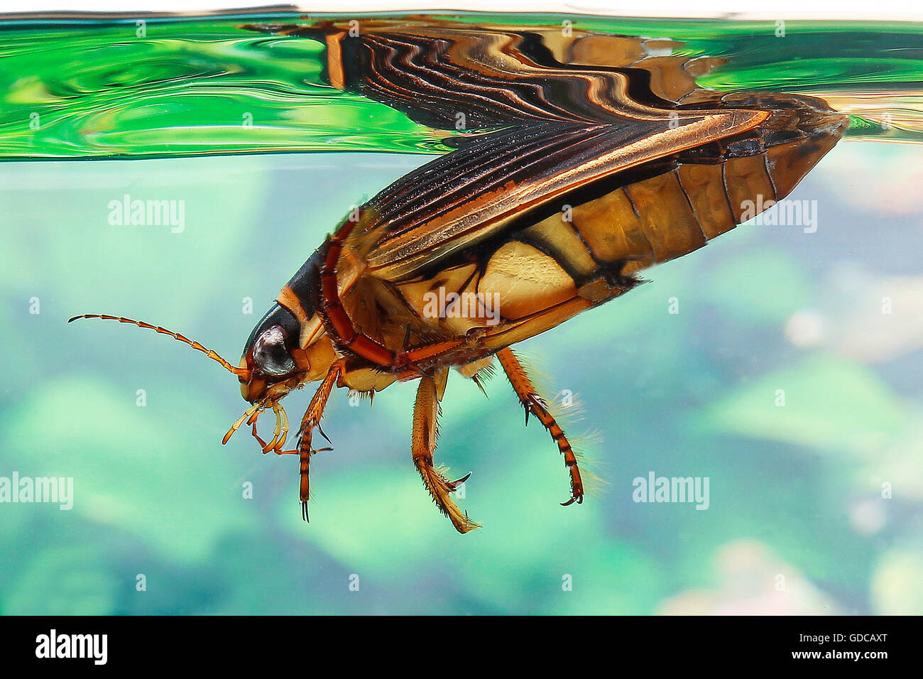 Great Diving Beetle, dytiscus marginalis, Adult in Water, Normandy ...