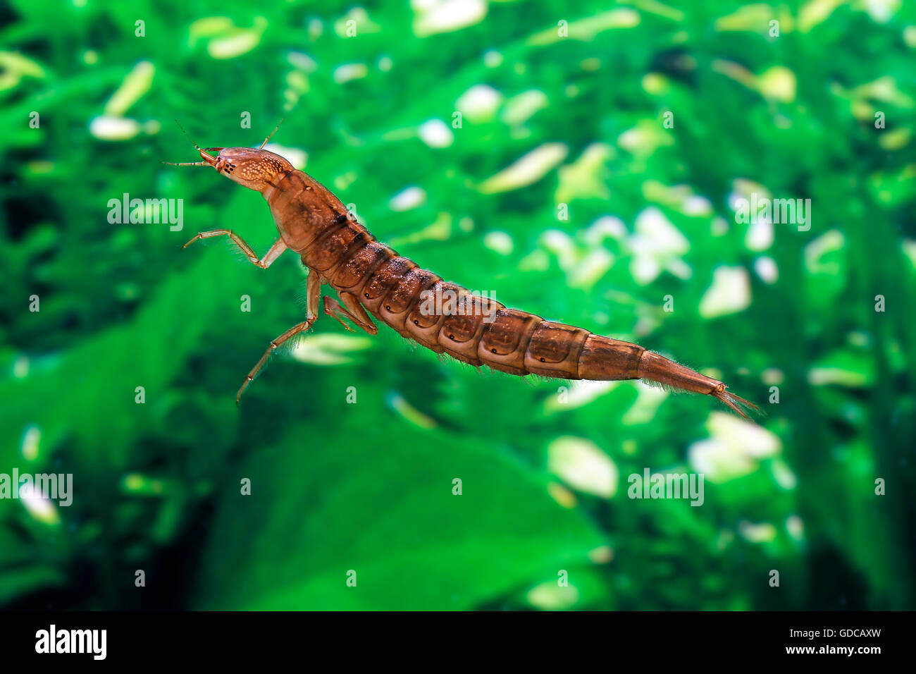 Great Diving Beetle, dytiscus marginalis, Larvae in Water, Normandy ...