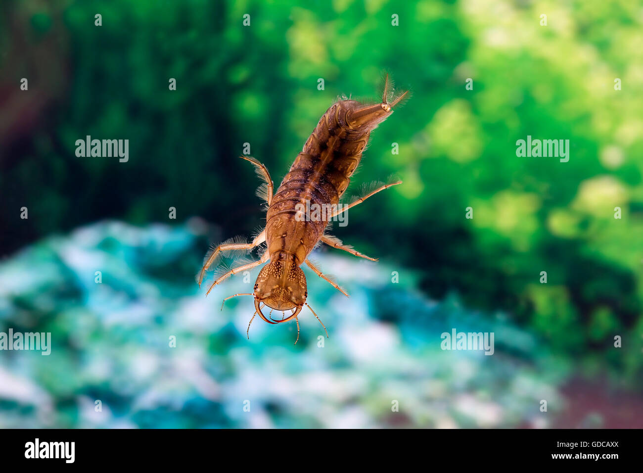 Great Diving Beetle, dytiscus marginalis, Larva in Water, Normandy ...