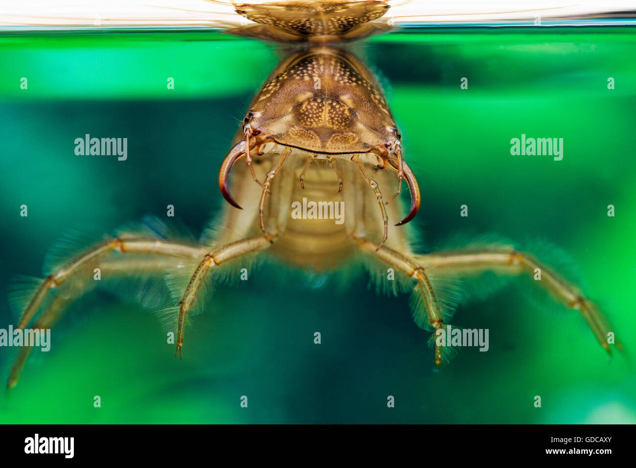 Great Diving Beetle, dytiscus marginalis, Larva in Water, Normandy ...