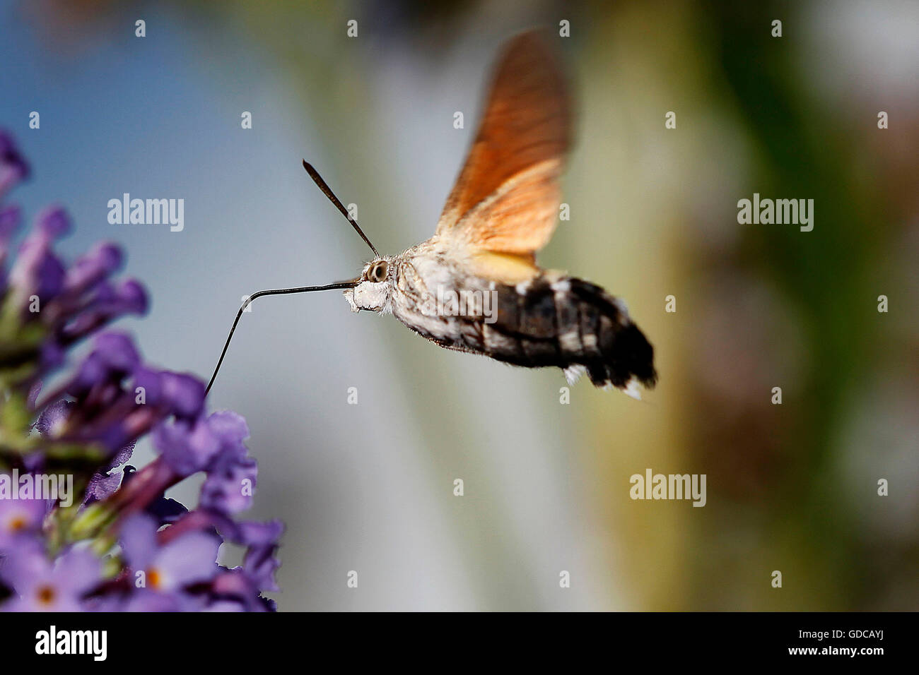 Hummingbird Hawk Moth, macroglossum stellatarum, Adult in Flight ...