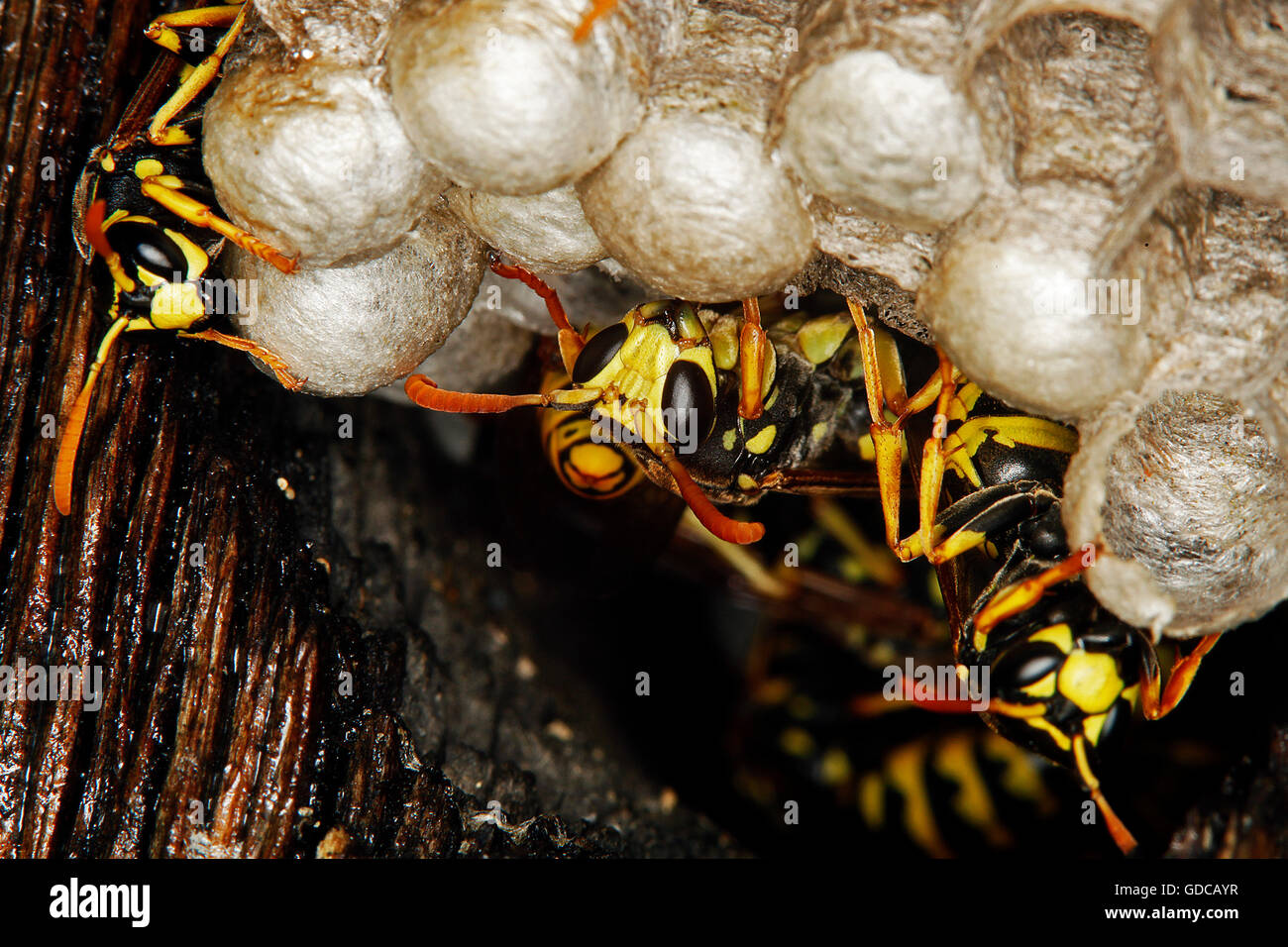 Common wasp vespula vulgaris adult hi-res stock photography and images ...