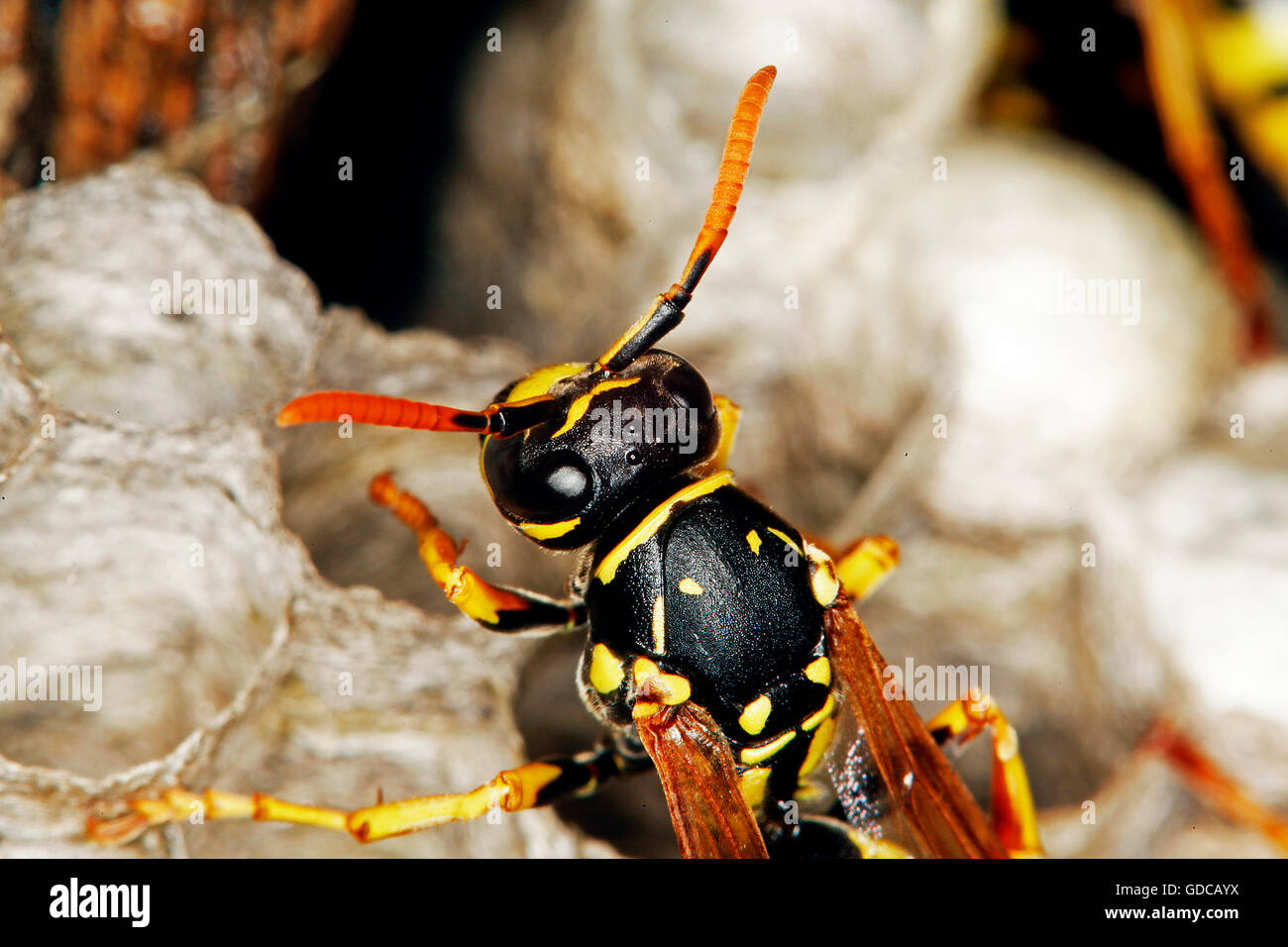 Common Wasp, vespula vulgaris, Adult on Nest, Normandy Stock Photo - Alamy