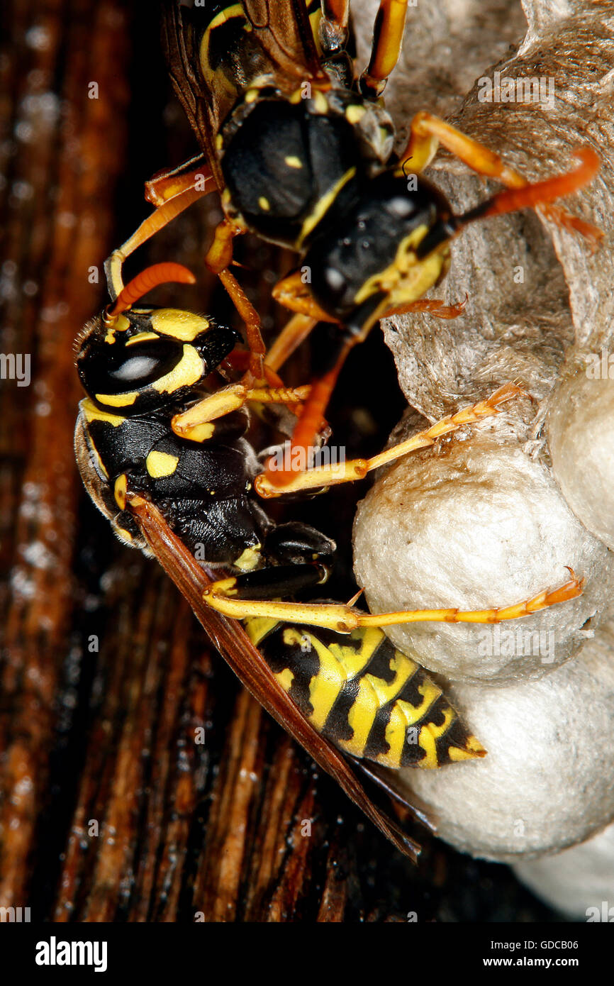 Two common wasps vespula hi-res stock photography and images - Alamy