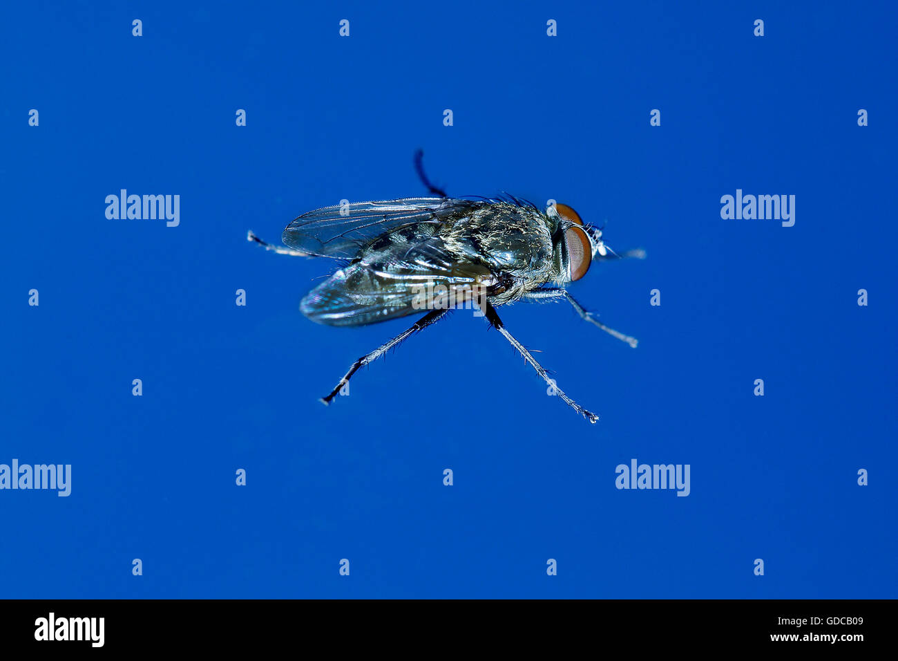 Musca Domestica Stock Photos & Musca Domestica Stock Images - Alamy