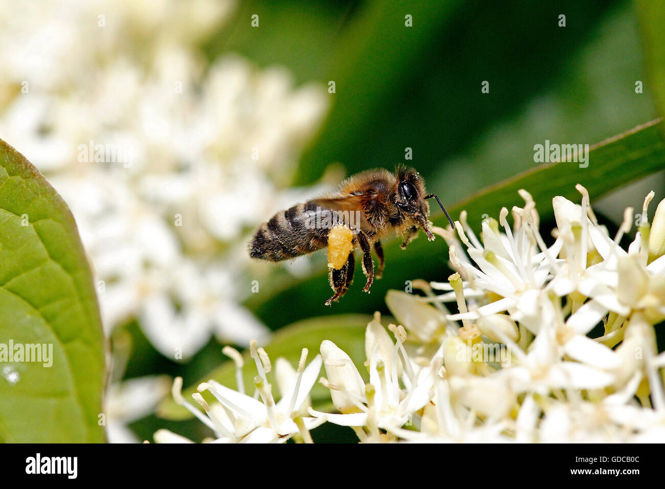 Flying to flower with pollen baskets hi-res stock photography and ...