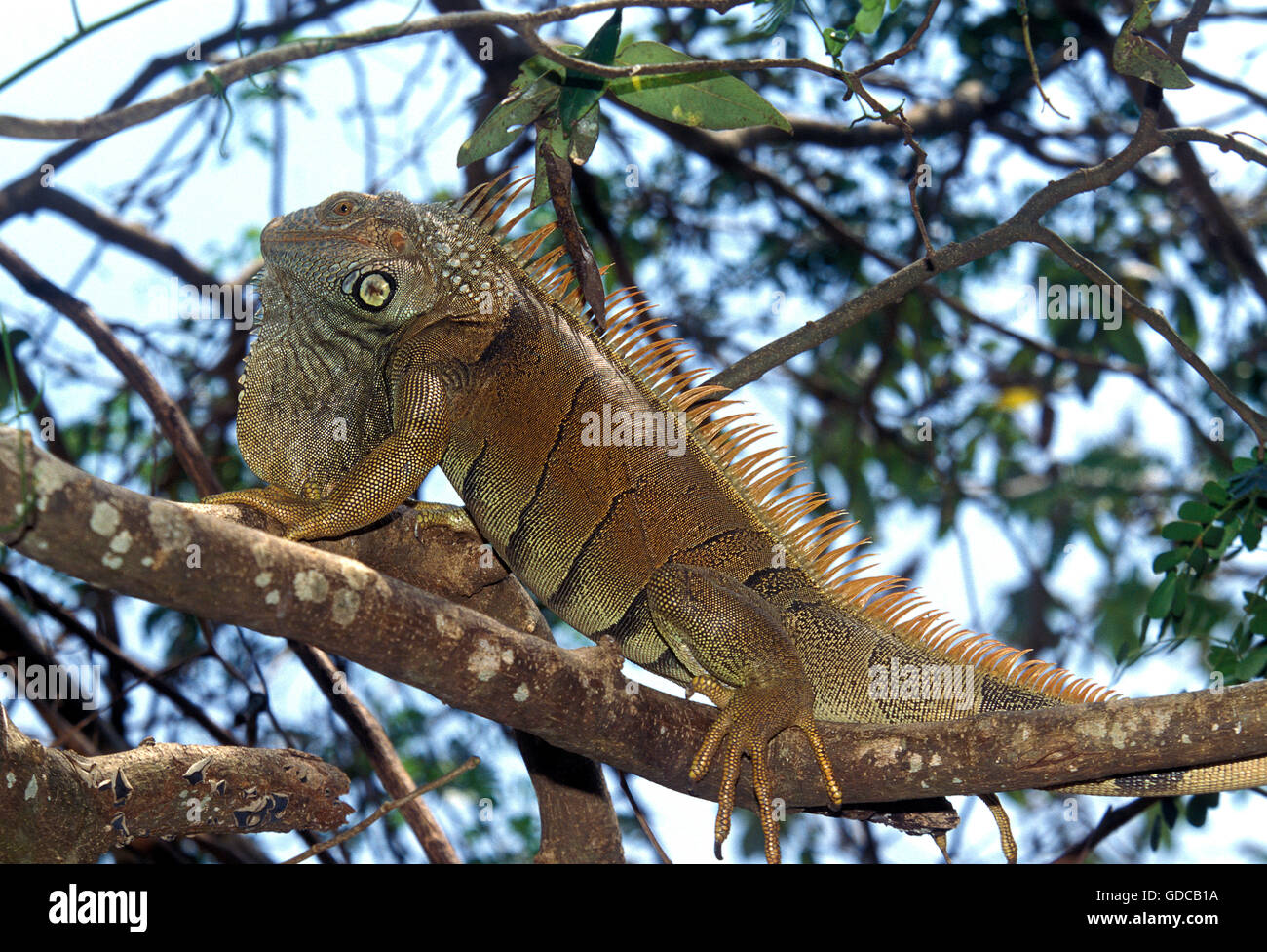 Green Iguana, iguana iguana, Adult in tree, Los Lianos in Venezuela ...