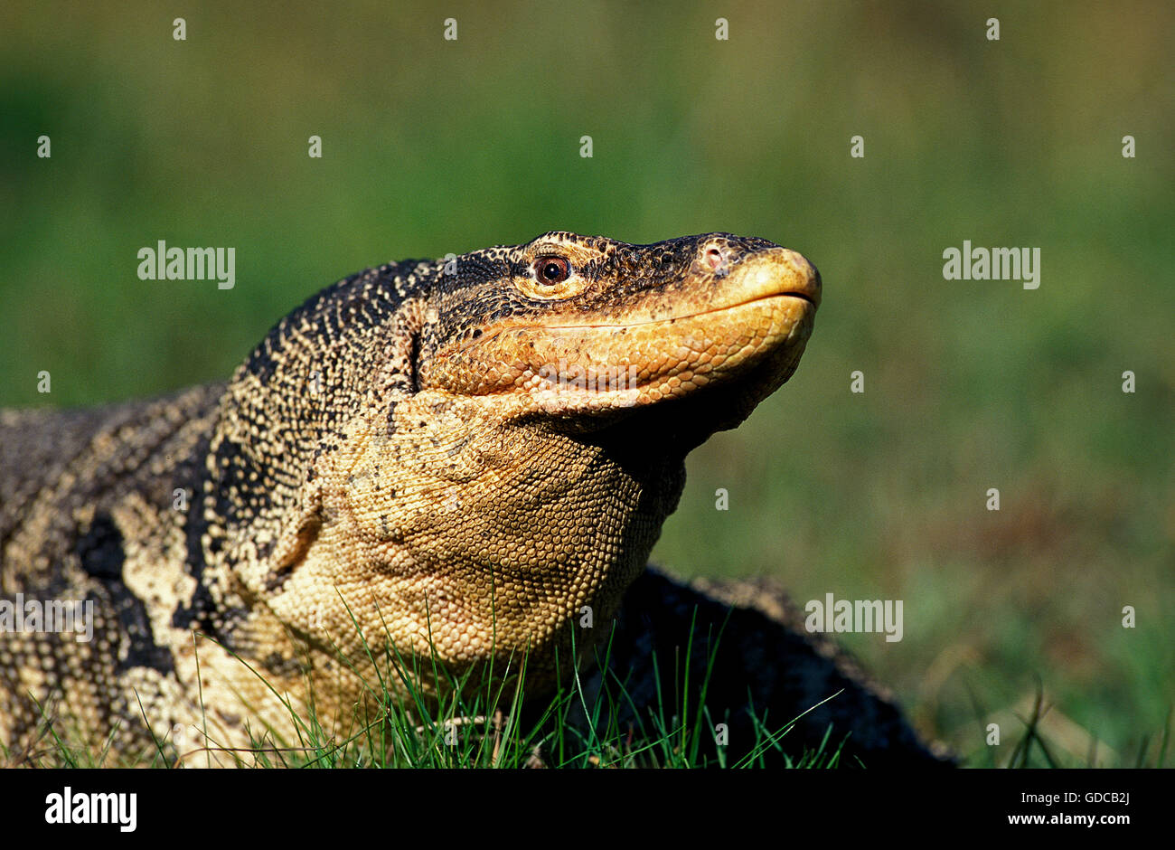Water monitor lizard varanus hi-res stock photography and images - Alamy