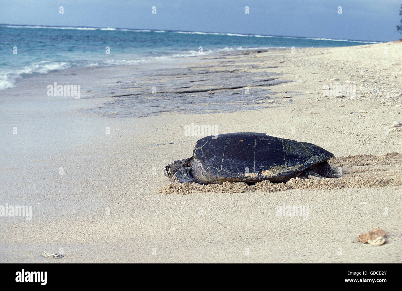 Loggerhead Sea Turtle, caretta caretta, Female going Back to Sea after ...