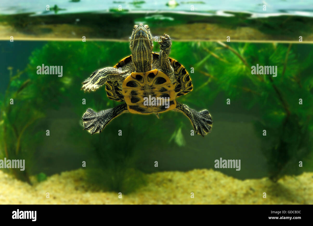 Red Eared Terrapin, trachemys scripta elegans, Adult in Aquarium Stock ...