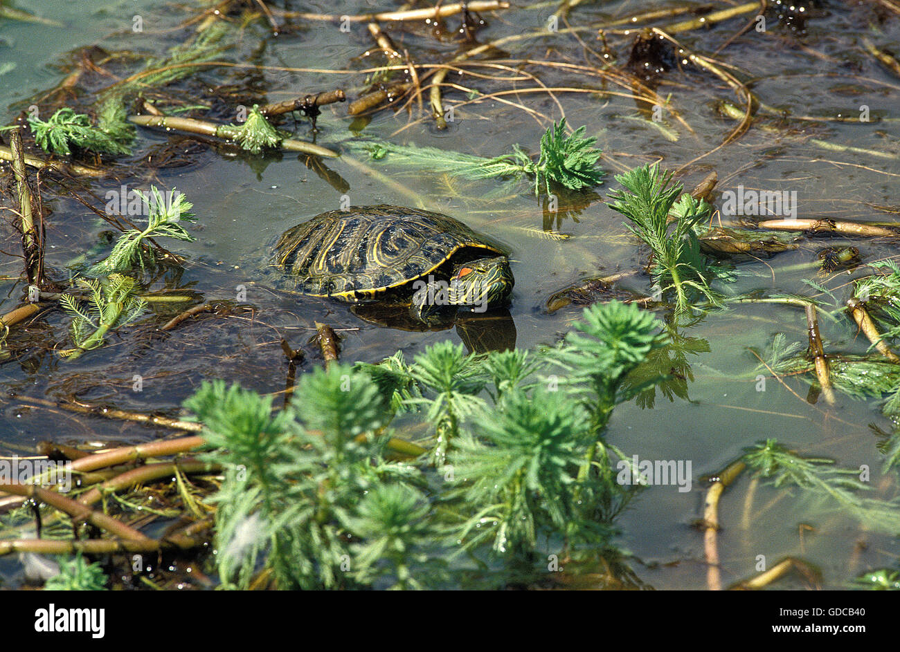 Red Eared Terrapin, trachemys scripta elegans, Adult Stock Photo - Alamy
