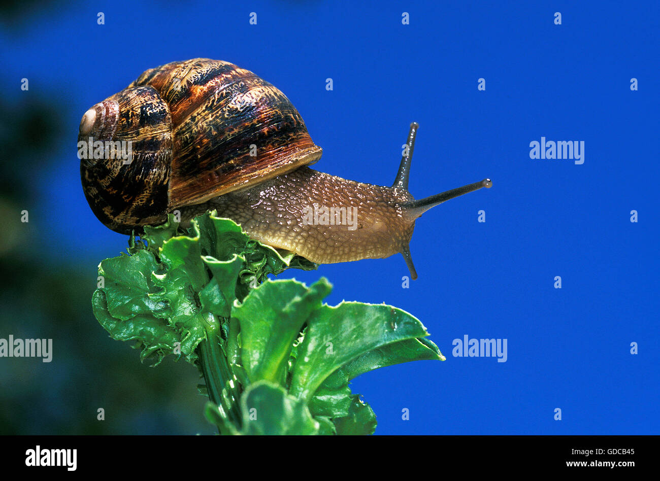 Cryptomphalus aspersus hi-res stock photography and images - Alamy