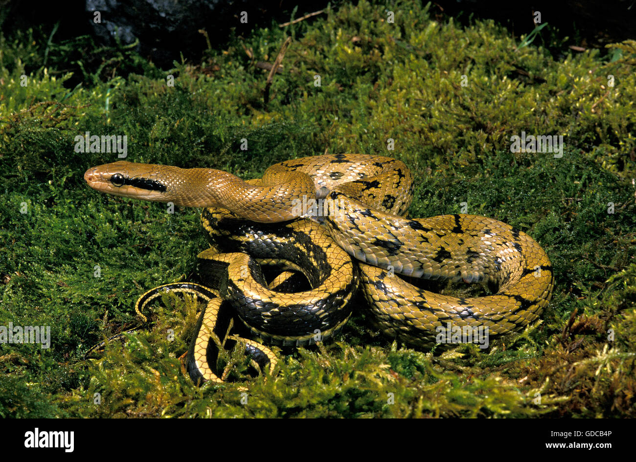 Elaphe taeniura friesei hi-res stock photography and images - Alamy