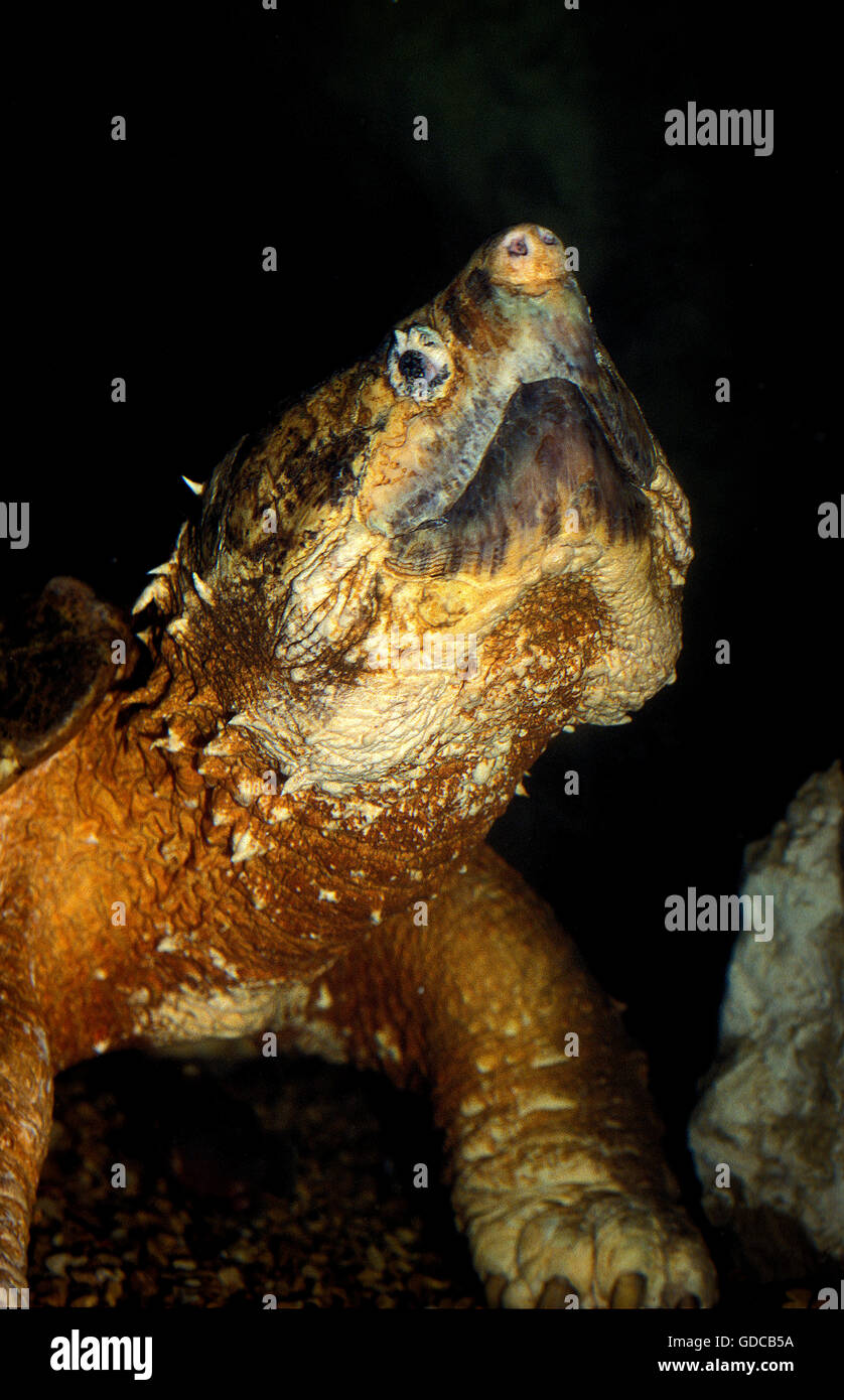 ALLIGATOR SNAPPING TURTLE macroclemys temminckii, PORTRAIT OF ADULT ...