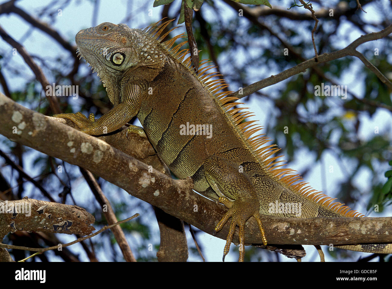 GREEN IGUANA iguana iguana, ADULT ON BRANCH, VENEZUELA Stock Photo - Alamy