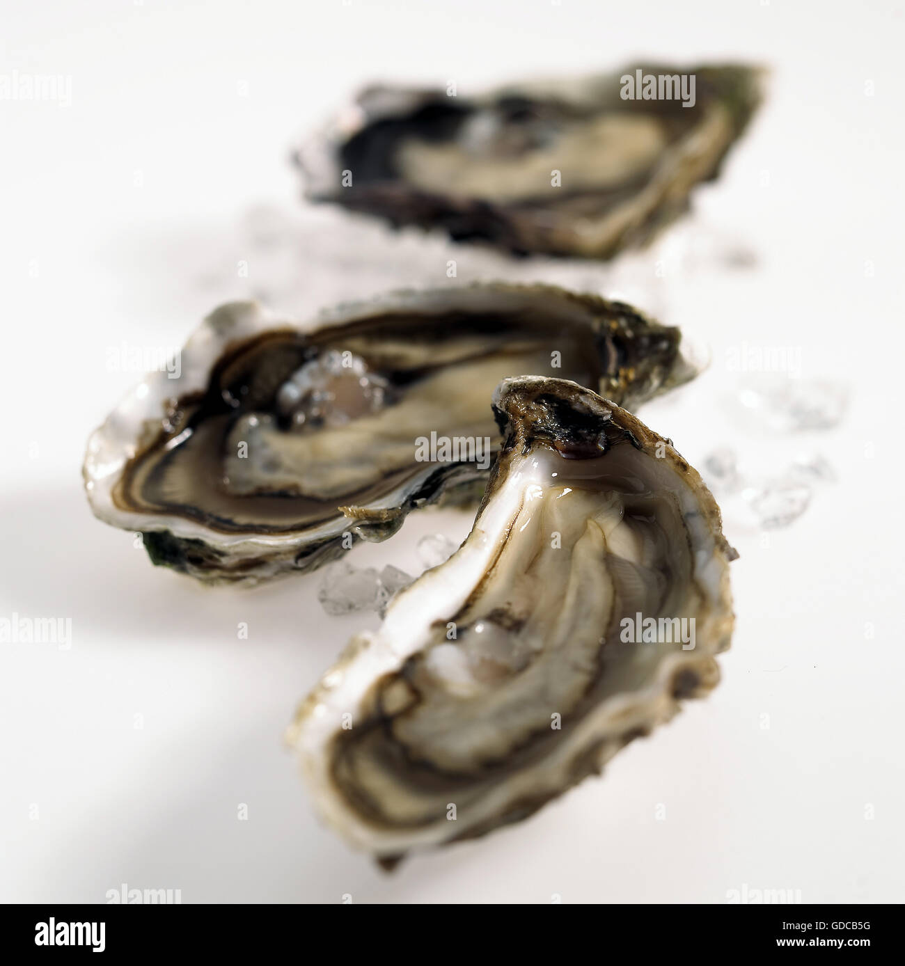 Fresh oysters ostrea edulis hi-res stock photography and images - Alamy