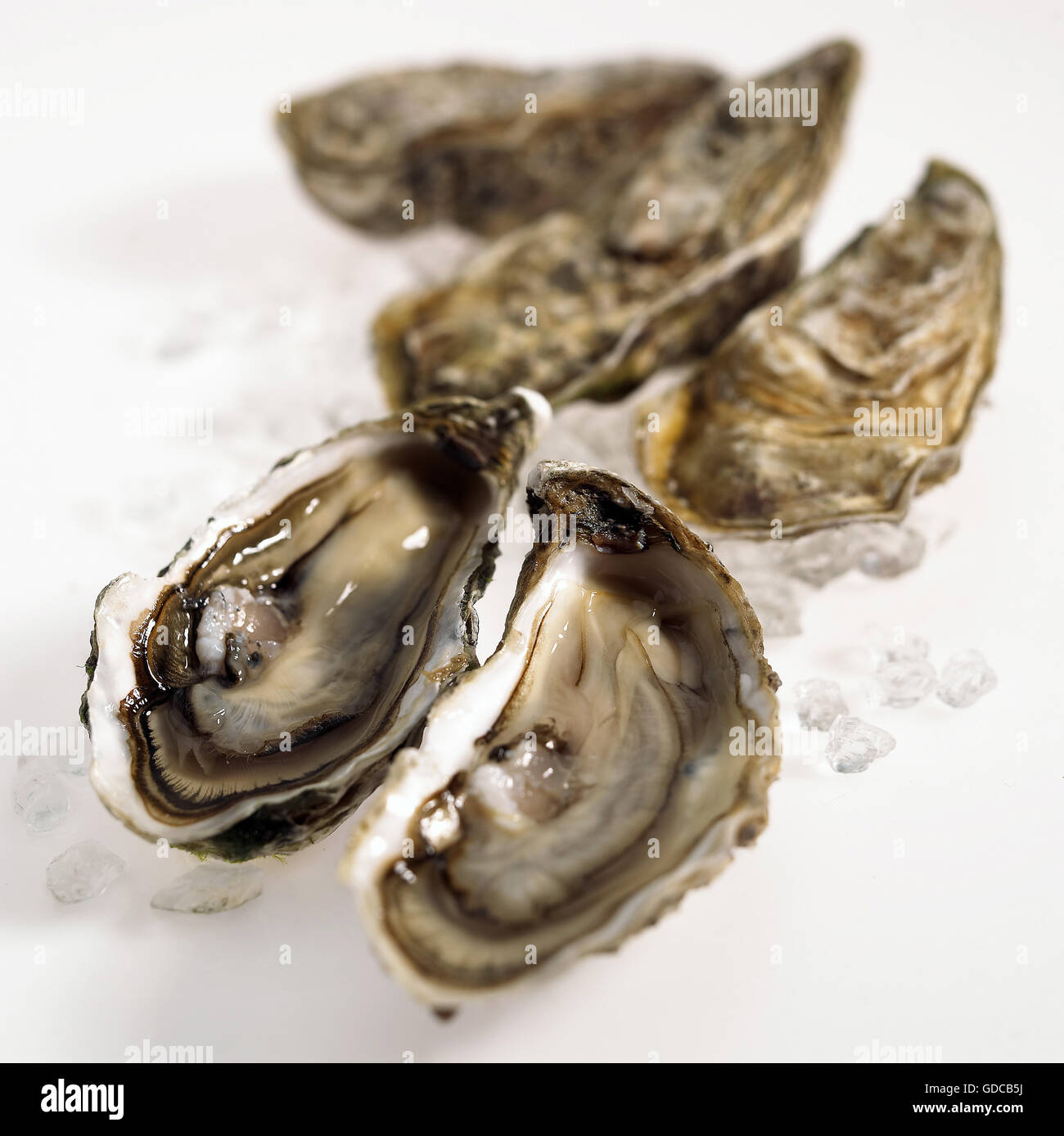 Fresh Oysters Ostrea Edulis High Resolution Stock Photography and ...