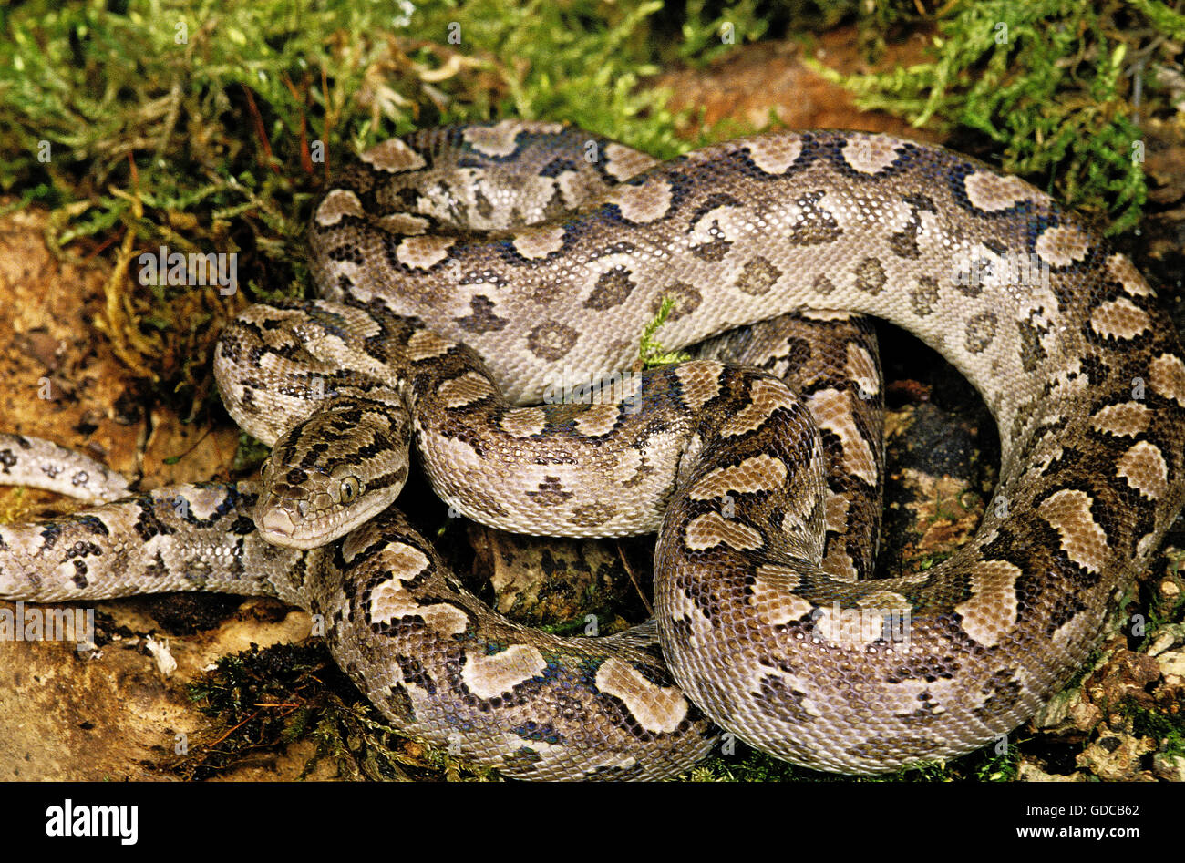 Argentine Rainbow Boa, epicrates cenchria alvarezi Stock Photo - Alamy