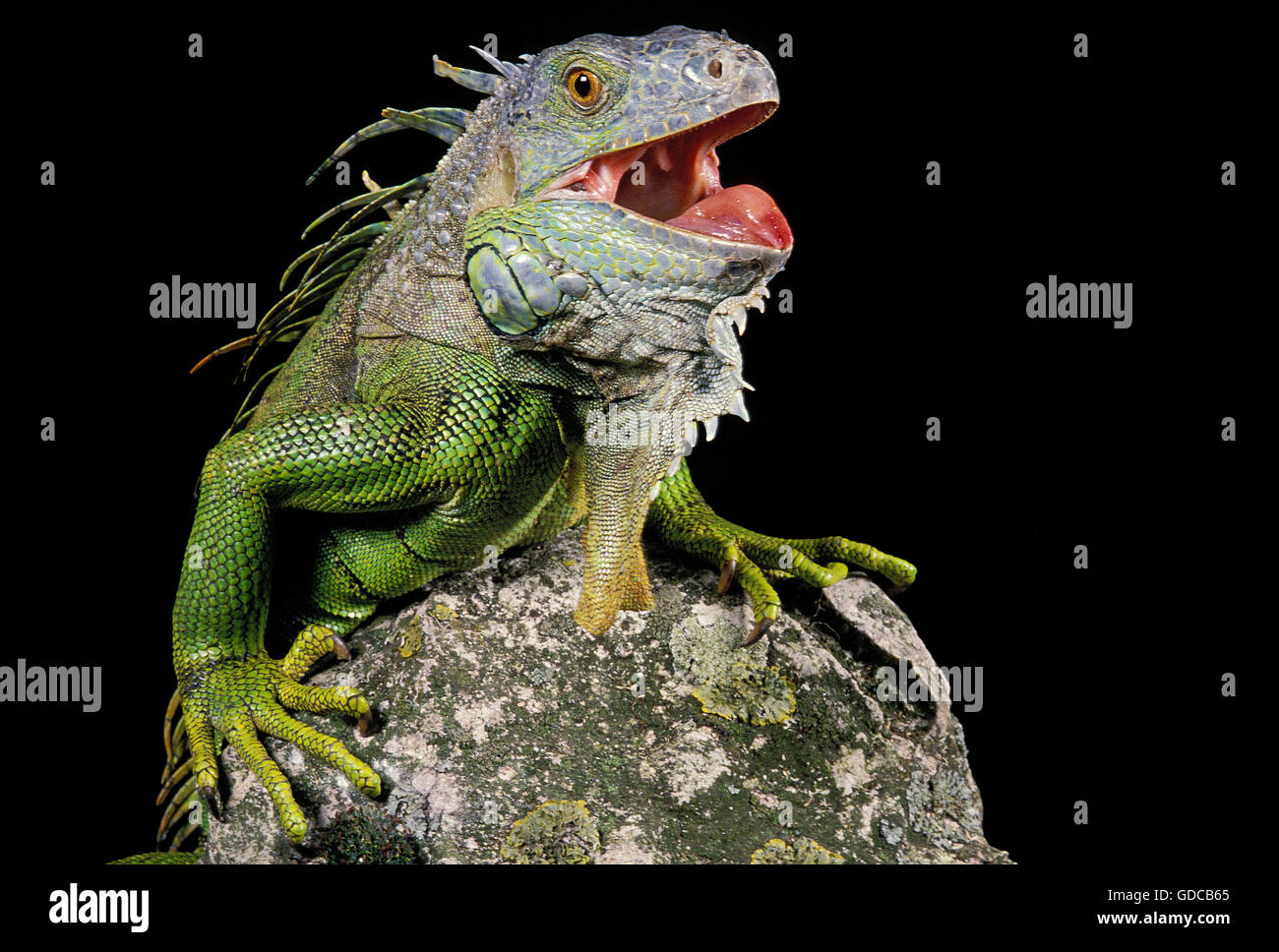 Green Iguana, iguana iguana, Defensive Posture, with Open Mouth Stock ...