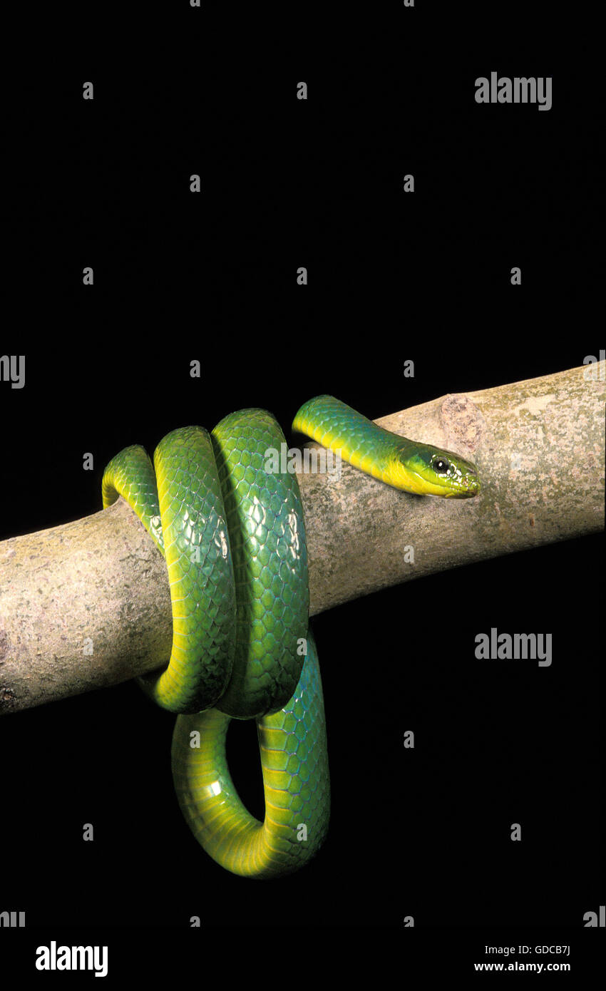 Coiled snake on branch hi-res stock photography and images - Alamy