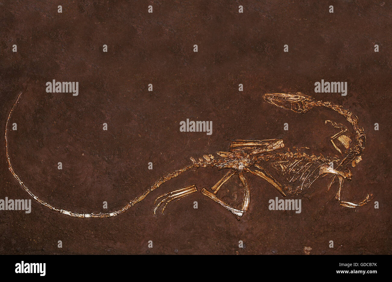 Coelophysis bauri fossil hi-res stock photography and images - Alamy