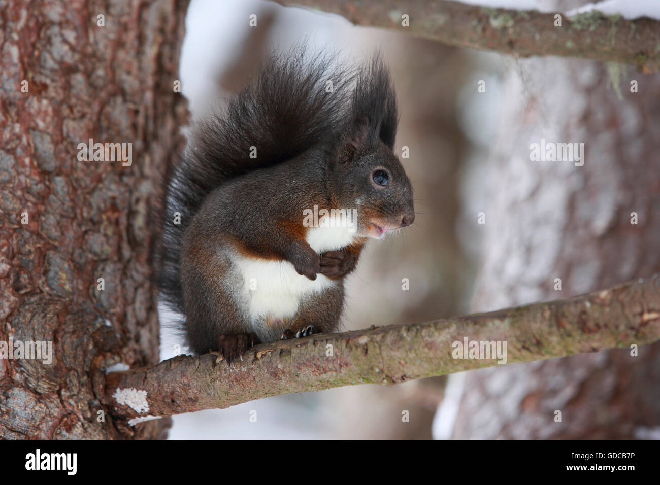 European squirrel,Sciurus vulgaris,Eurasian red Squirrel,Switzerland ...