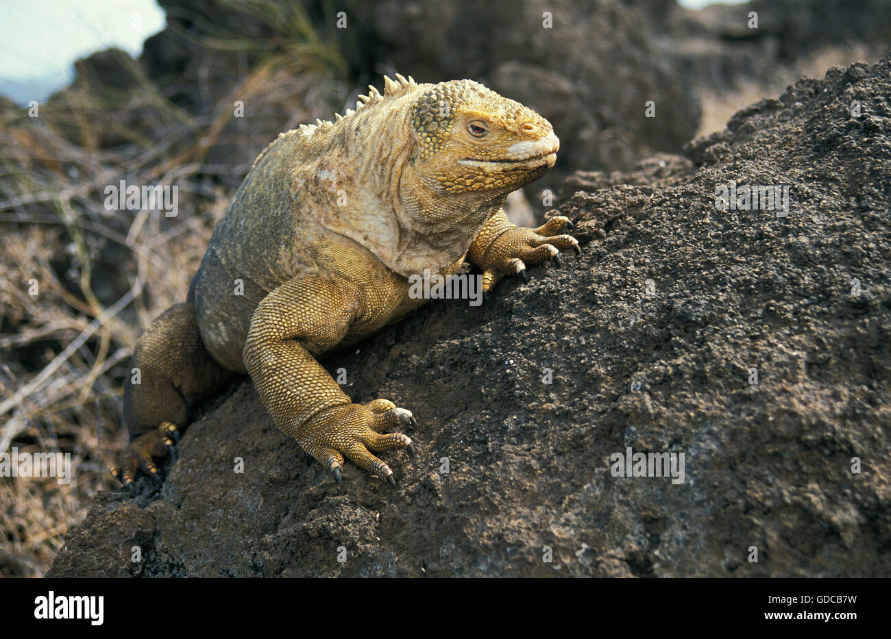 GALAPAGOS LAND IGUANA conolophus subcristatus, ADULT ON ROCK Stock ...