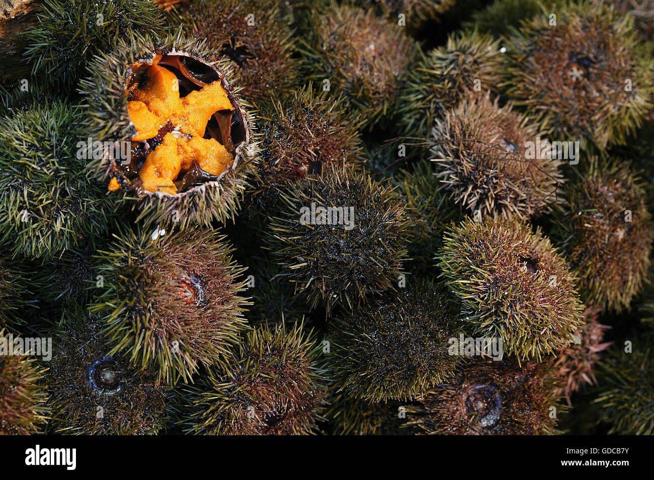 Common sea urchin echinus hi-res stock photography and images - Alamy