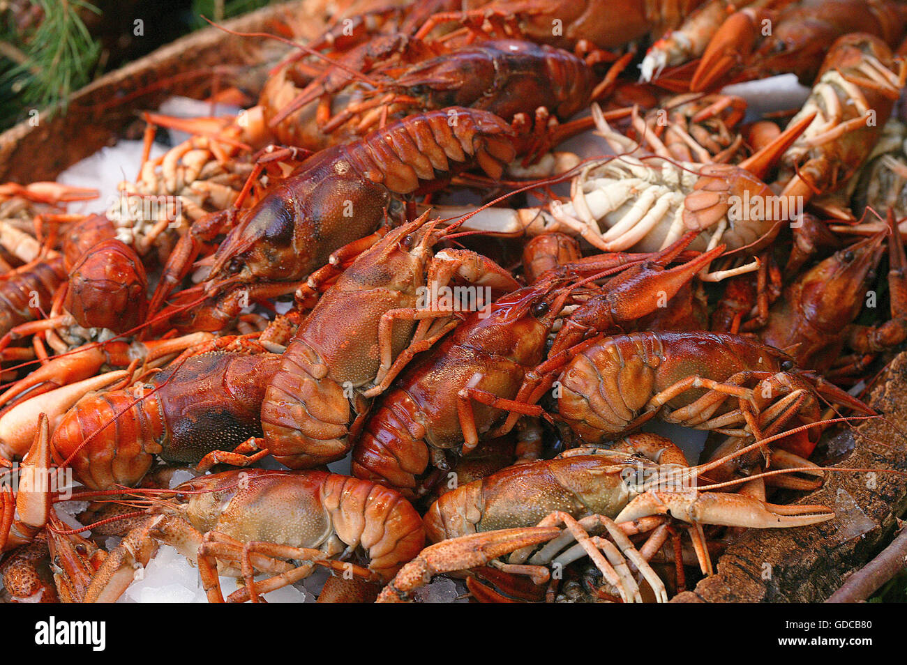Noble crayfish hi-res stock photography and images - Alamy
