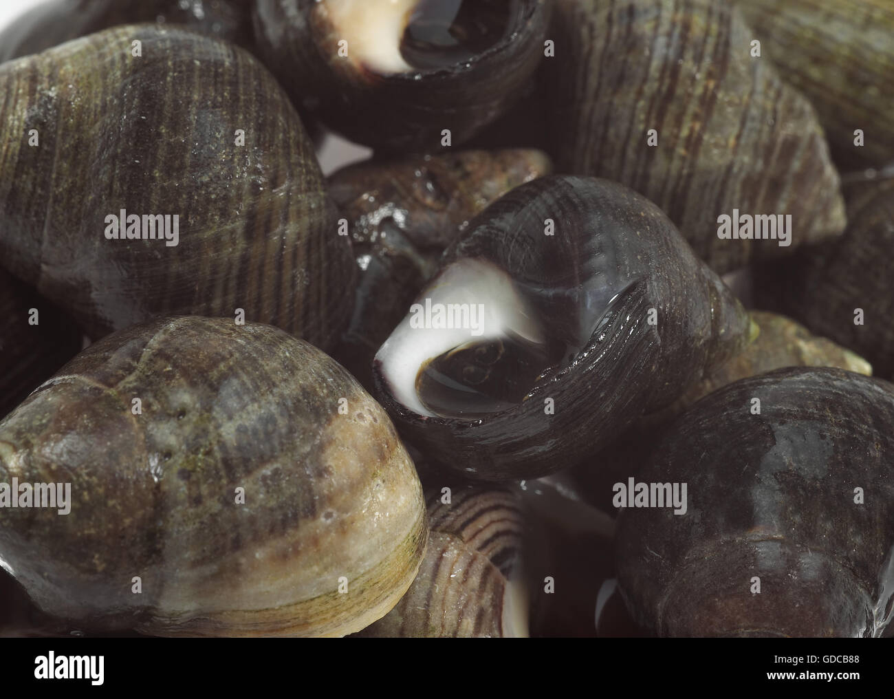 Littorina sea hi-res stock photography and images - Alamy