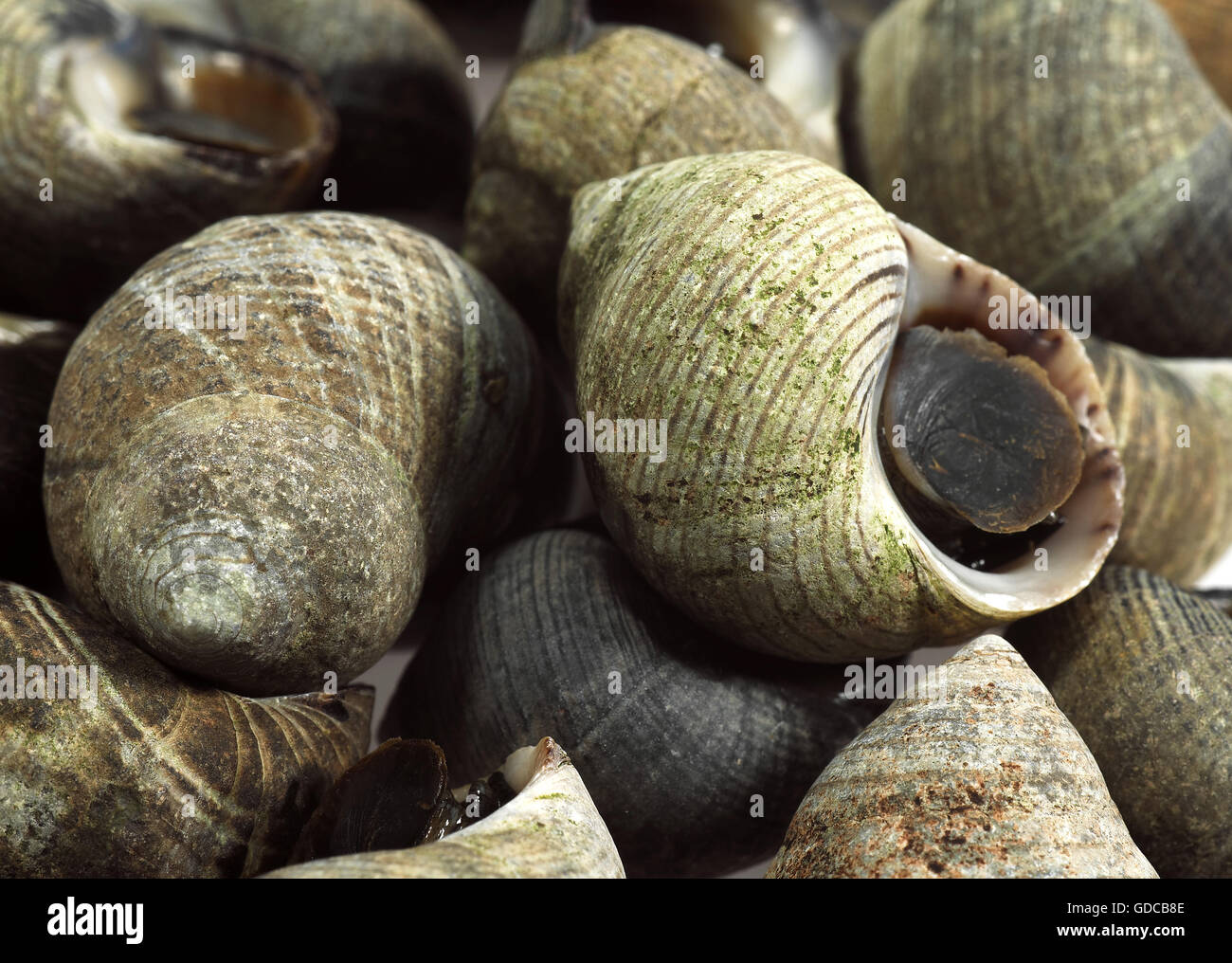 Littorea littorina hi-res stock photography and images - Alamy
