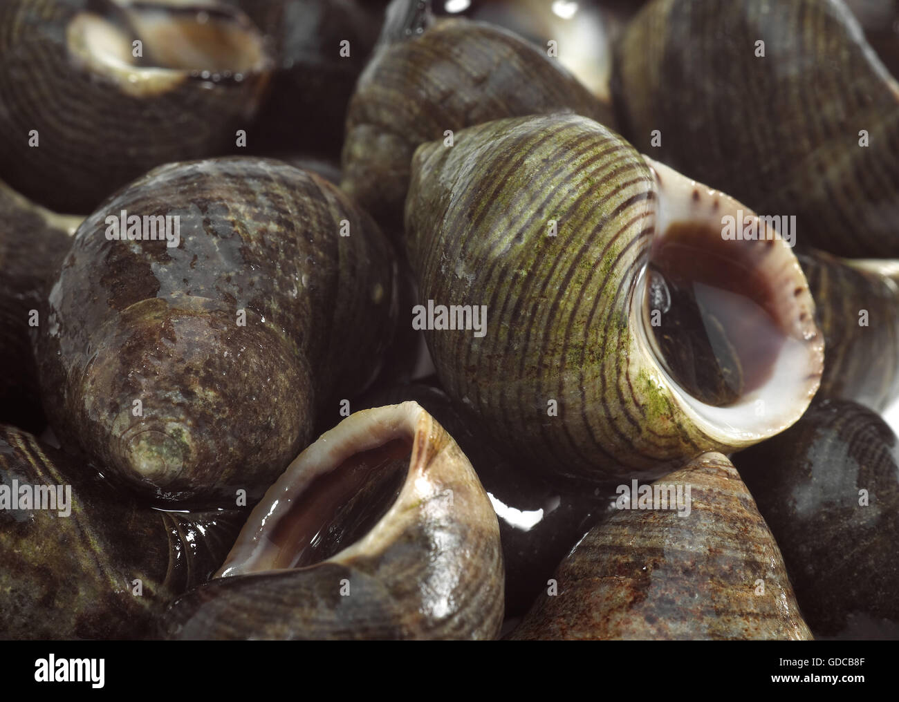 Littorina sea hi-res stock photography and images - Alamy