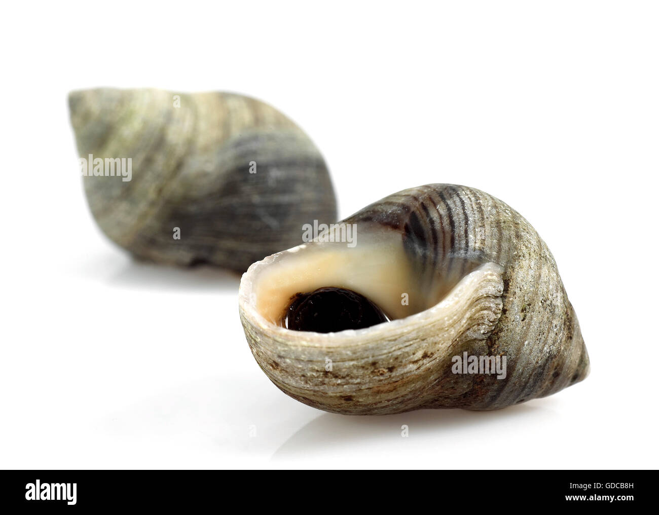 Common snail image Cut Out Stock Images & Pictures - Alamy