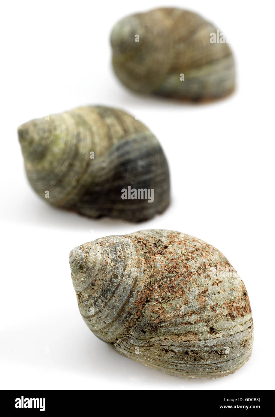 Common snail image Cut Out Stock Images & Pictures - Alamy