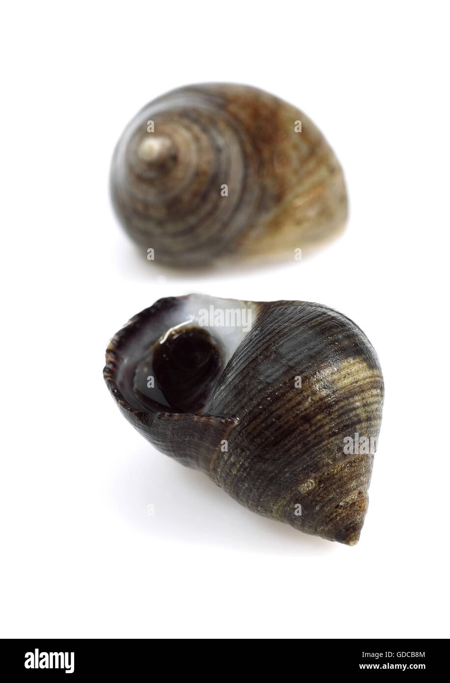 Common snail image Cut Out Stock Images & Pictures - Alamy