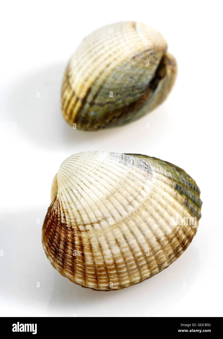 Common Cockle, cerastoderma edule, Shells against White Background ...