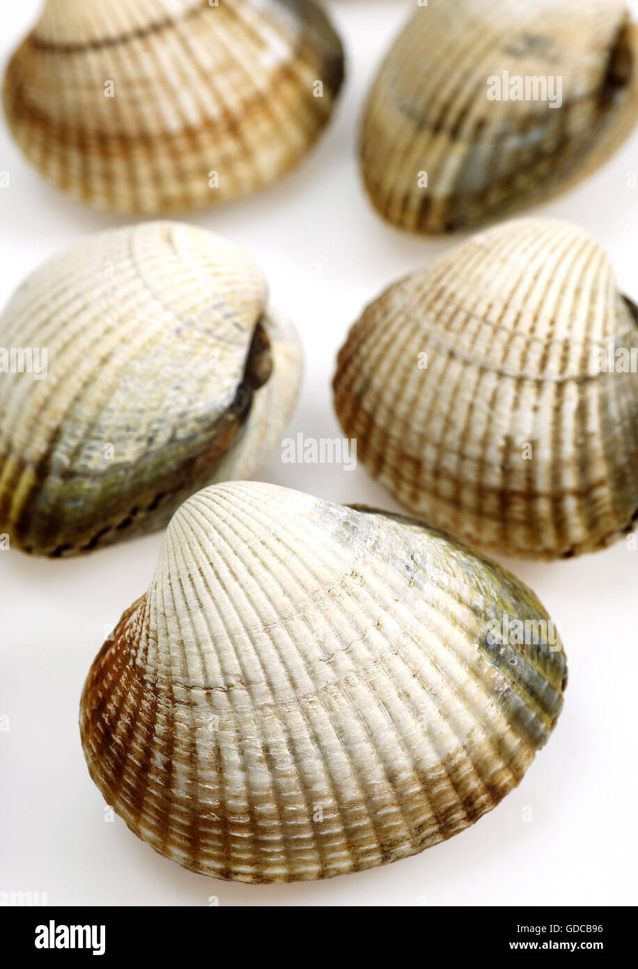 Common Cockle, cerastoderma edule against White Background Stock Photo ...