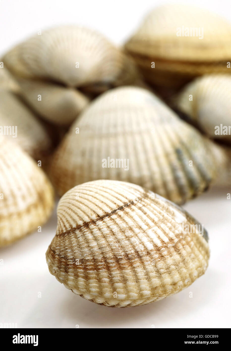 Common Cockle, cerastoderma edule, Shells against White Background ...