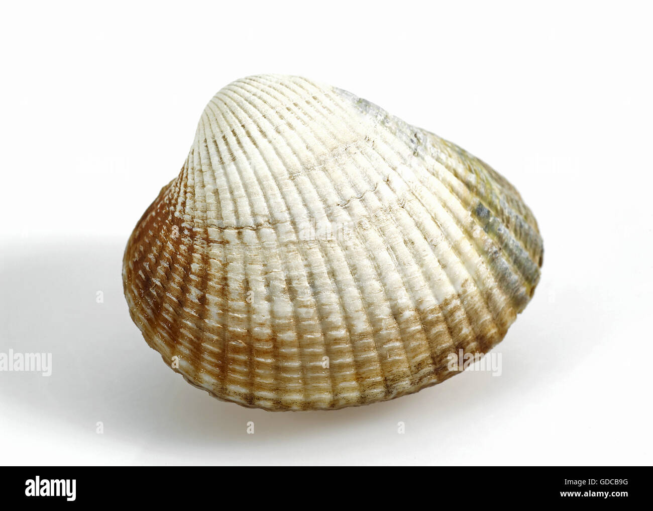 Common Cockle, cerastoderma edule against White Background Stock Photo ...