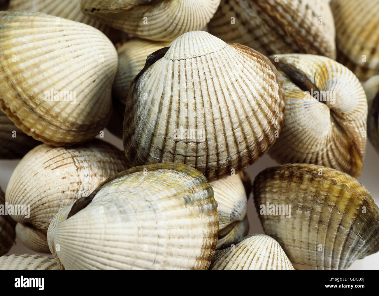 Cockle cerastoderma hi-res stock photography and images - Alamy
