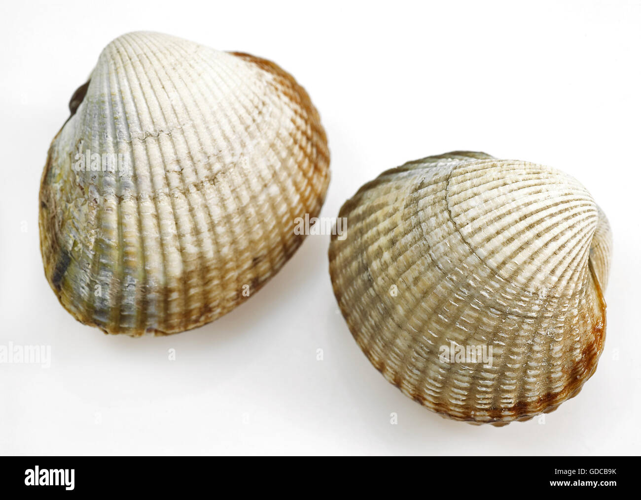 Common Cockle, cerastoderma edule against White Background Stock Photo ...